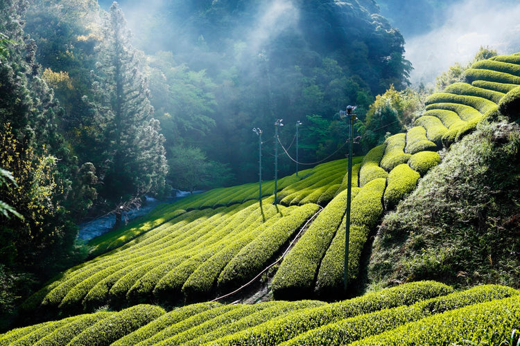 MATCHA STAND MARUNI OFFICIAL ONLINE STORE